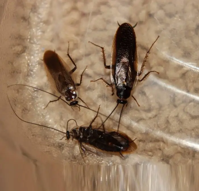 5 Smallest Cockroach With Image - Guide to Identification