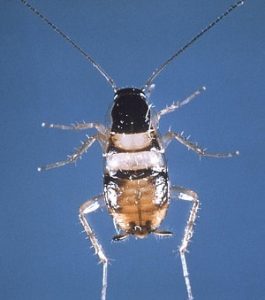 Scientific Name of Cockroach: Species, Family, Class, More