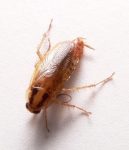 5 Smallest Cockroach With Image - Guide to Identification