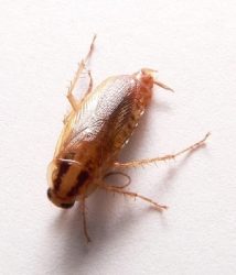 5 Smallest Cockroach With Image - Guide to Identification