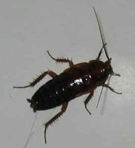 Scientific Name of Cockroach: Species, Family, Class, More
