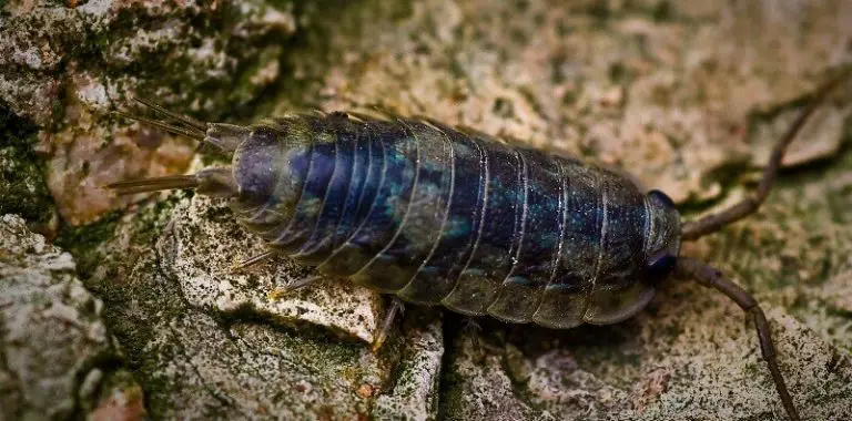 Sea Cockroach: Underwater Creature You Didn't Know Existed