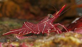 Roach of the Sea: Gaint Sea Cockroaches Images