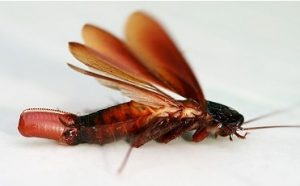 Scientific Name of Cockroach: Species, Family, Class, More