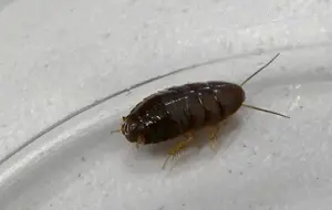 Scientific Name of Cockroach: Species, Family, Class, More