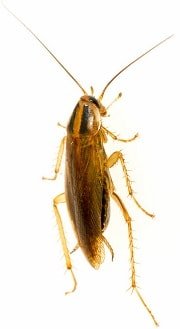 Scientific Name of Cockroach: Species, Family, Class, More