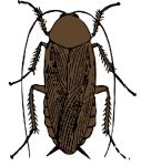 Scientific Name of Cockroach: Species, Family, Class, More