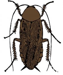 Scientific Name of Cockroach: Species, Family, Class, More