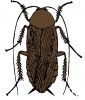 Scientific Name of Cockroach: Species, Family, Class, More