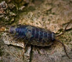 Roach of the Sea: Gaint Sea Cockroaches Images