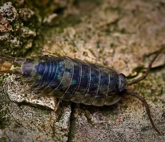 Roach of the Sea: Gaint Sea Cockroaches Images