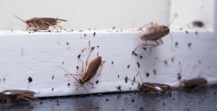 What Does Cockroach Poop Look Like? - Roach Poop Pictures