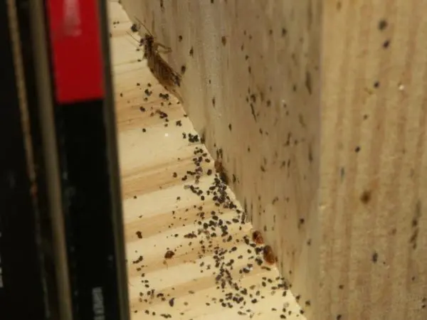 What Does Cockroach Poop Look Like? - Roach Poop Pictures What Does Cockroach Poop Look Like? - Roach Poop Pictures