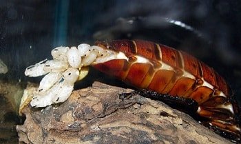 How Do Cockroaches Mate And Get Pregnant? | Best Roach Killer