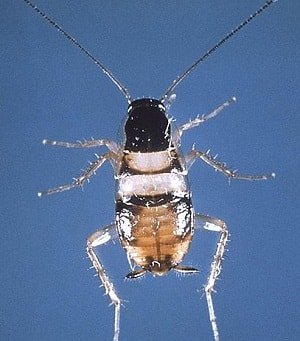 Brown Banded Cockroach: Identification, Habitat, Diet & More