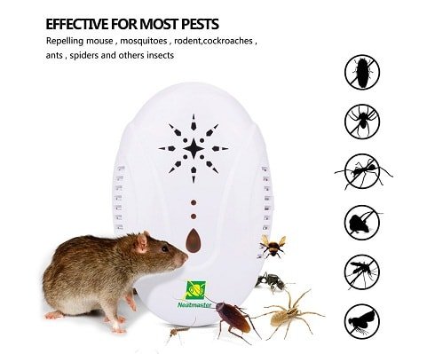 What Kills Cockroaches Instantly | 25 Best Ways | Homemade Remedies