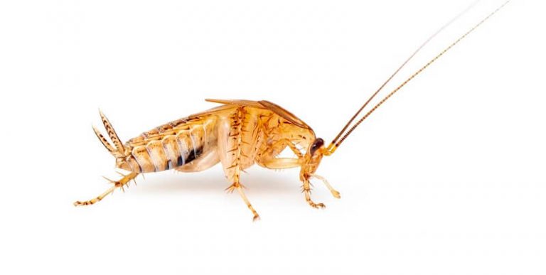 Do Cockroaches Make Noise? The Surprising Answer