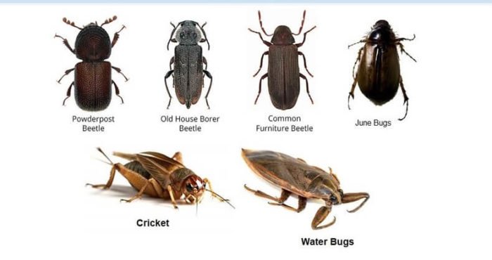 Bugs That Look like Cockroaches but Aren't | Best Roach Killer