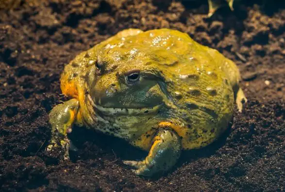 What Animal Eats Cockroaches? | List of Natural Predator
