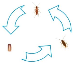 Life Cycle of Cockroach with Pictures | Life Expectancy