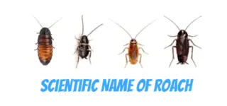Scientific Name of Cockroach With Image - Species, Genus & Taxonomy