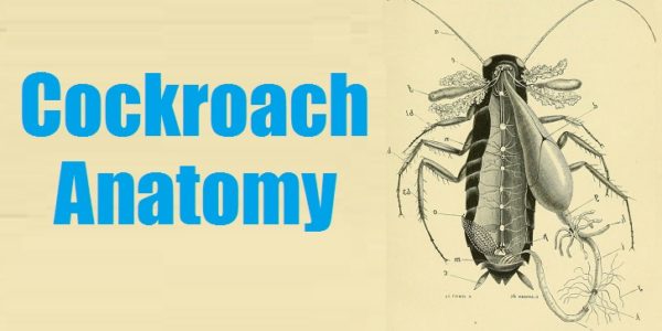 Anatomy of Cockroach with Details Picture - Best Roach Killer