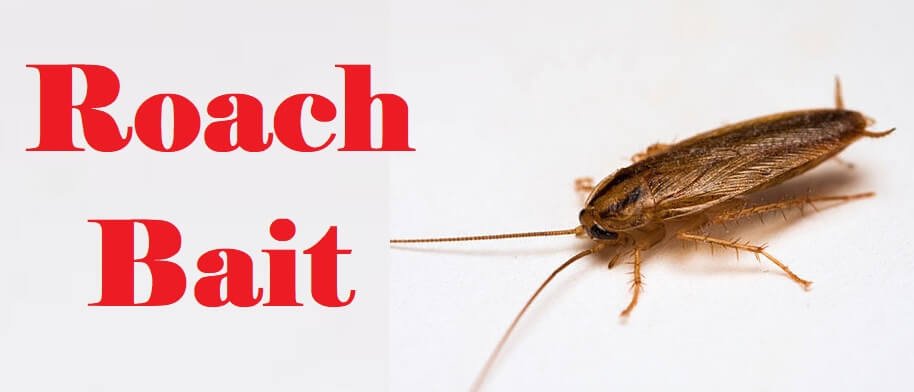Cockroach Bait and Traps - How Does They Work?