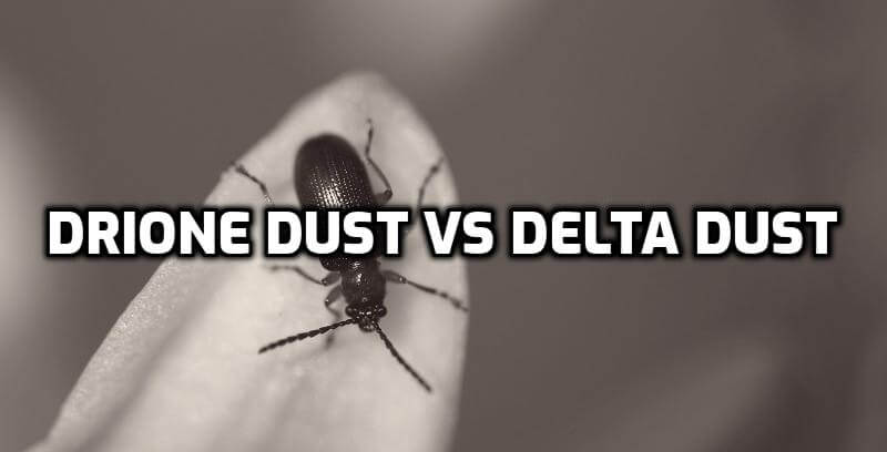 Drione Dust Vs Delta Dust: Which is the Best Insecticide?