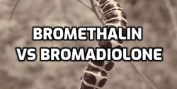 Bromethalin vs Bromadiolone: Which Rodenticide is Right for You?