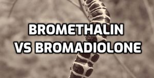 Bromethalin vs Bromadiolone: Which Rodenticide is Right for You?