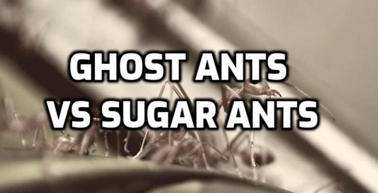 Ghost Ants Vs Sugar Ants