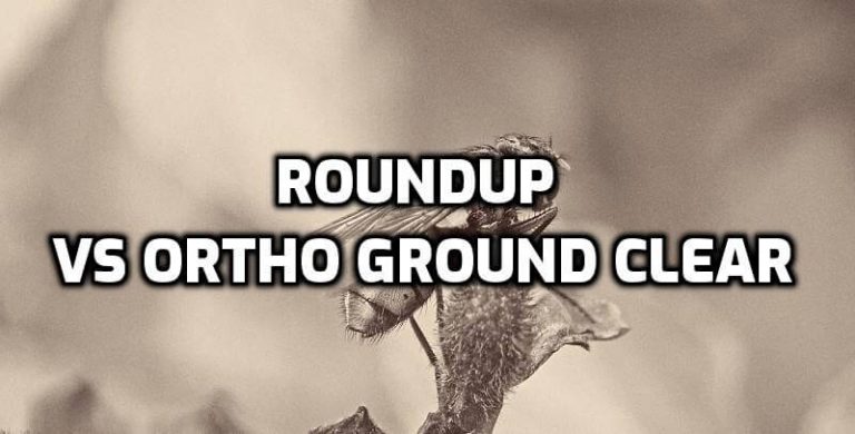 ortho ground clear vs roundup weed killer: What You Need to Know