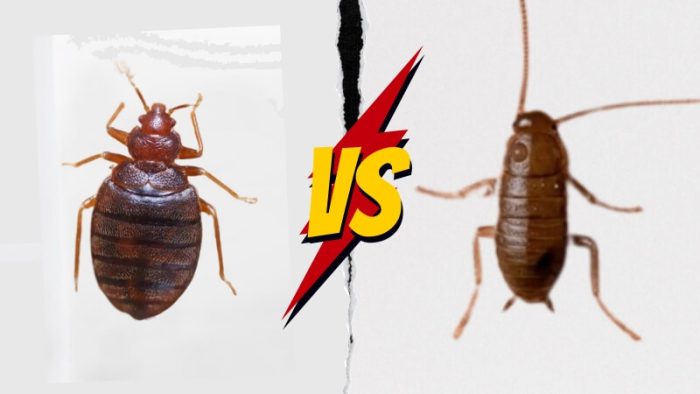 Baby Roach Vs Bed Bug - Comparison TABLE