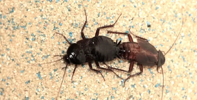How Do Roaches Mate – How Do Roaches Give Birth – HOBH