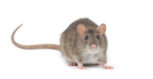 Diphacinone Vs Bromethalin Rodenticide - Comparison TABLE