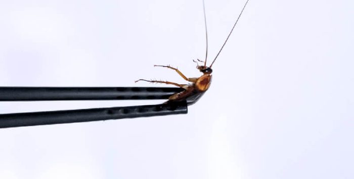 What Animal Eats Cockroaches? | List of Natural Predator