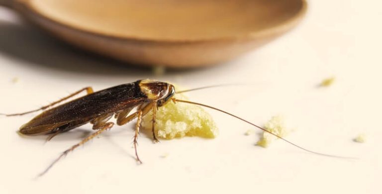 What Do Roaches Eat in the Wild? | Food List A-Z