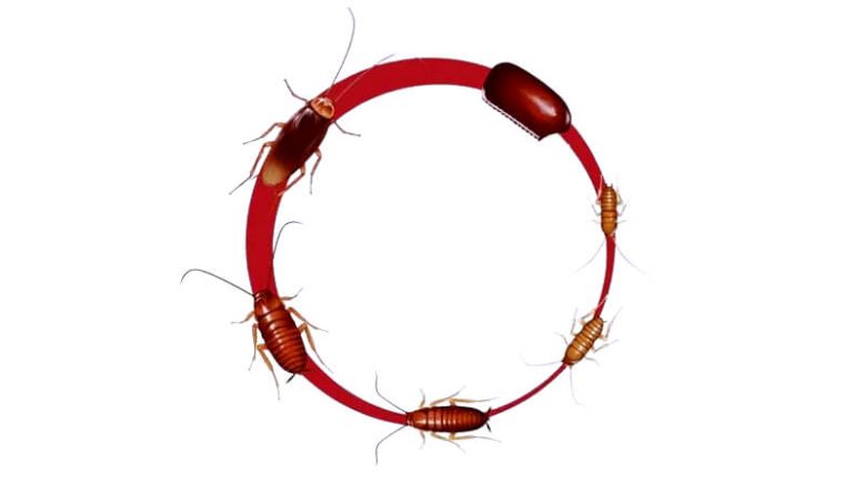 The Life Cycle of a Cockroach With Picture - In Details Guide