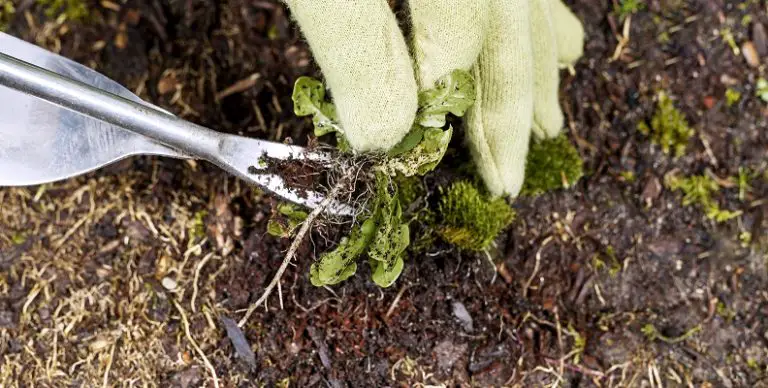 Ortho Ground Clear Vs Roundup 365 - Comparison TABLE