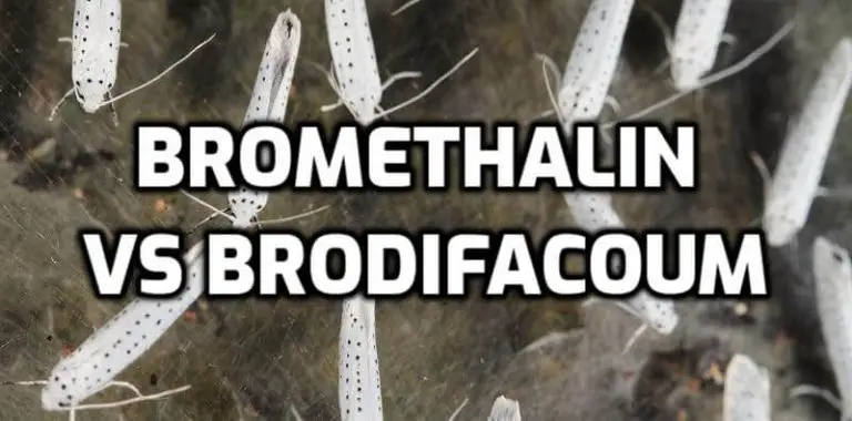 Bromethalin Vs Brodifacoum Rodenticides - Best Roach Killer