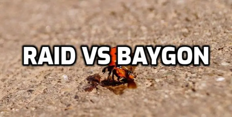 Raid Vs Baygon Roach Killers - Compare and Contrast