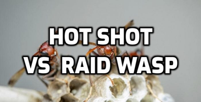 Raid Vs Hot Shot Wasp Killer - Which is More Effective?