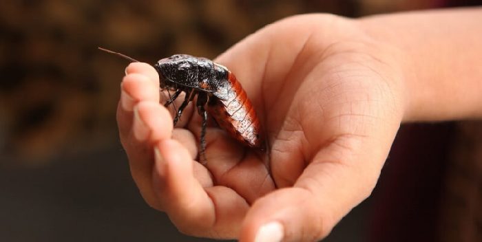 The Remarkable Intelligence of Cockroaches - Decoding the Roach