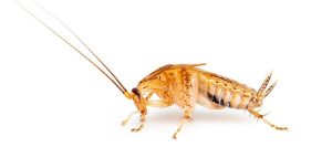 The Remarkable Intelligence of Cockroaches - Decoding the Roach
