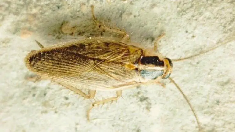 Asian Cockroach Facts - A Detailed Exploration