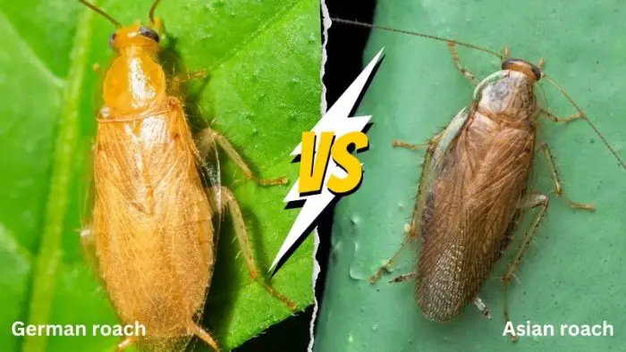 Asian Cockroach vs German Roach - Comparison TABLE