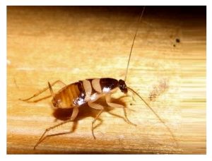 5 Smallest Cockroach With Image - Guide to Identification