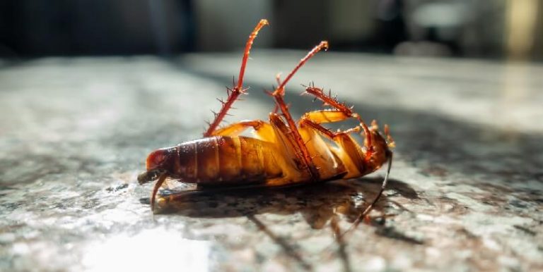 Cockroach Fumigation Facts - Cost & Process