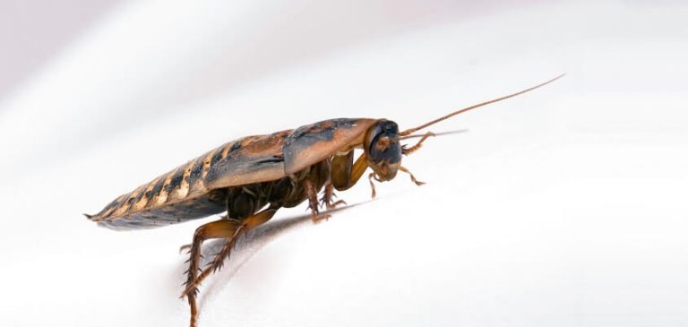 Cockroach Nutrition Facts - Everything You Need To Know