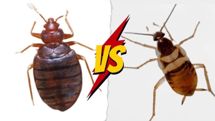 Cockroach Vs Bed Bug - Comparison TABLE
